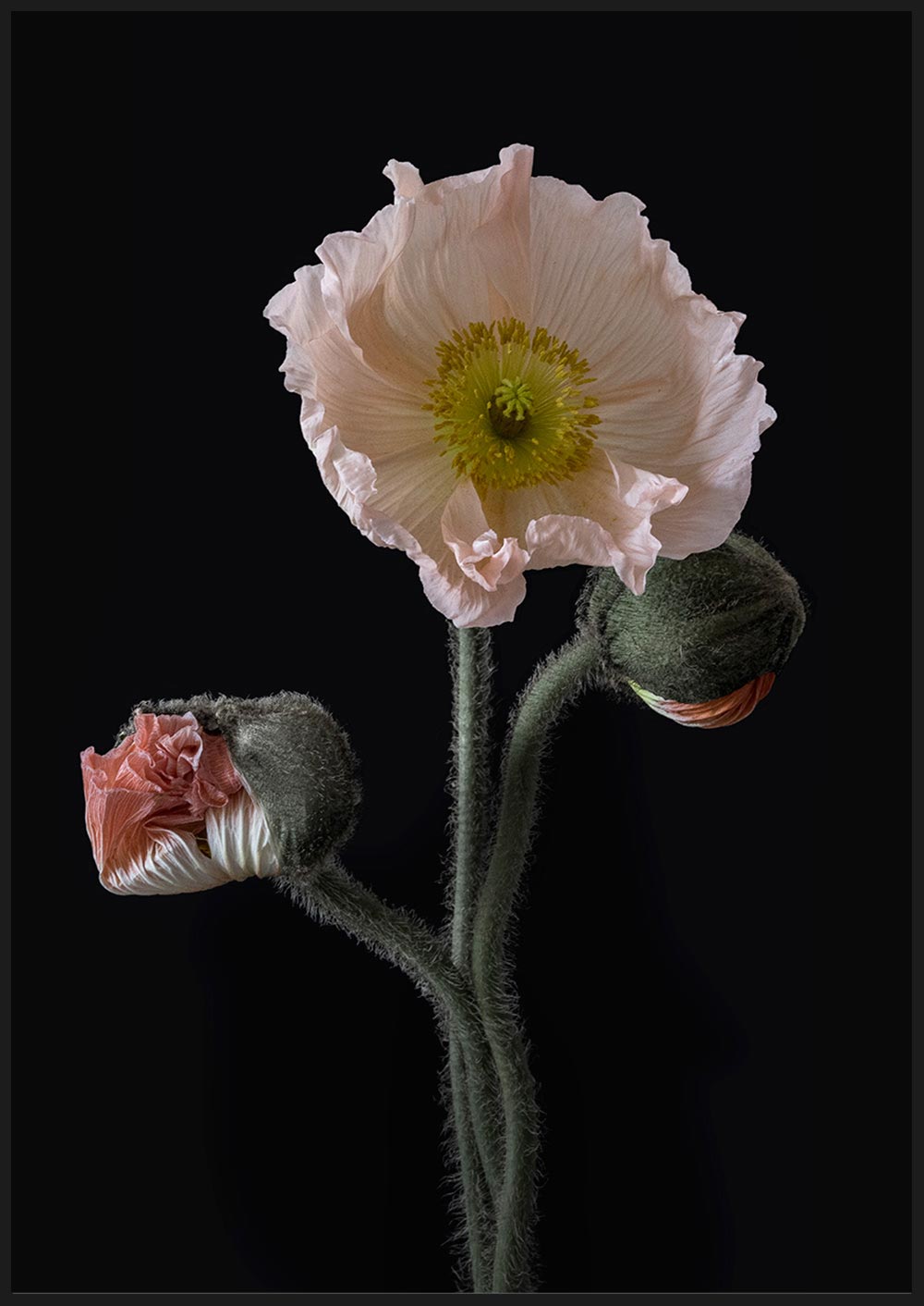 Tavlor – Giclée Fine Art Prints - Fine Art Print Shop